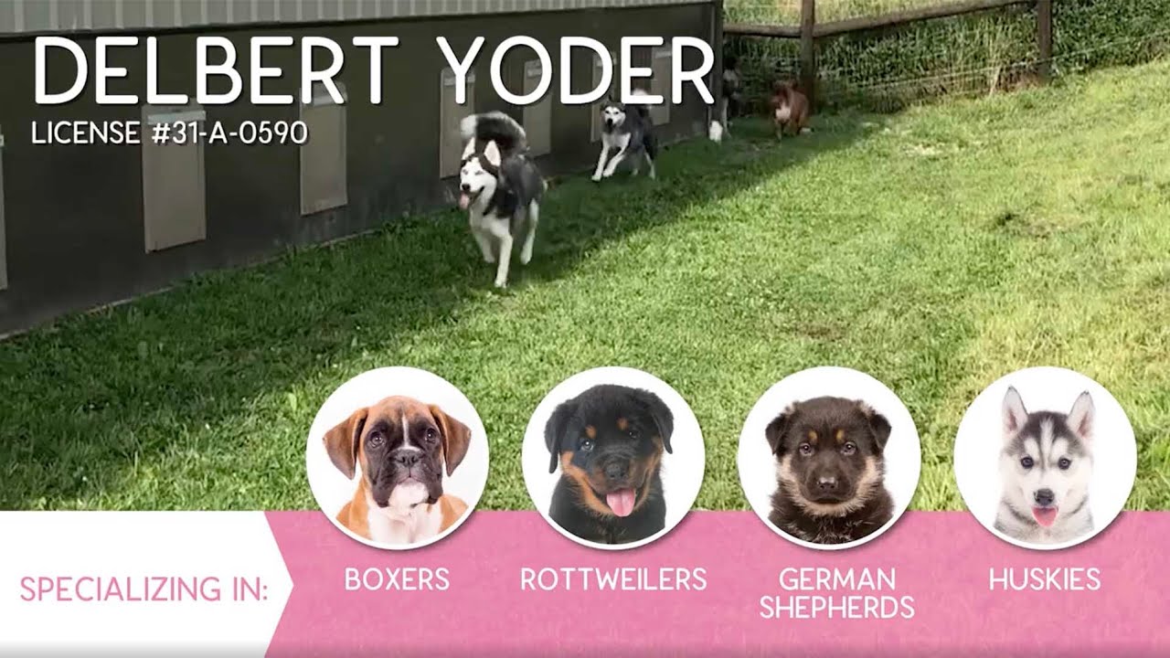 Our Lombard Dog Breeders | Furry Babies Lombard, Illions