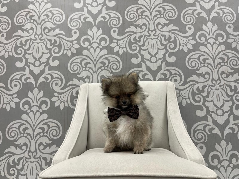 Pomeranian-DOG-Male-Sable-3970429-Furry Babies Lombard