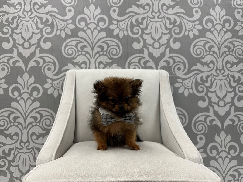 Pomeranian-DOG-Male-Sable-4030296-Furry Babies Lombard